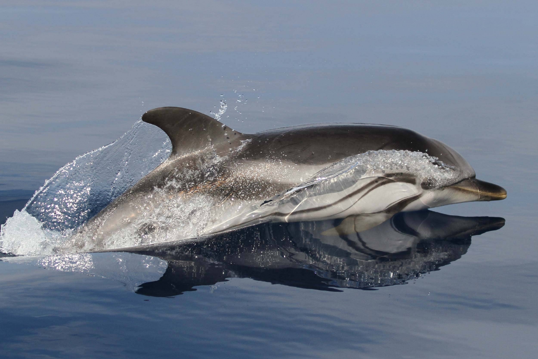 Striped dolphin - Ionian Dolphin Project