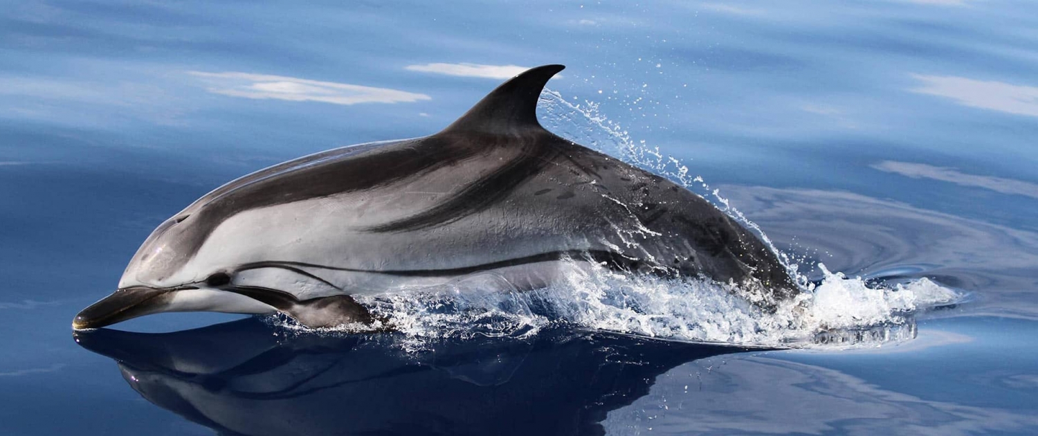 Contact - Ionian Dolphin Project
